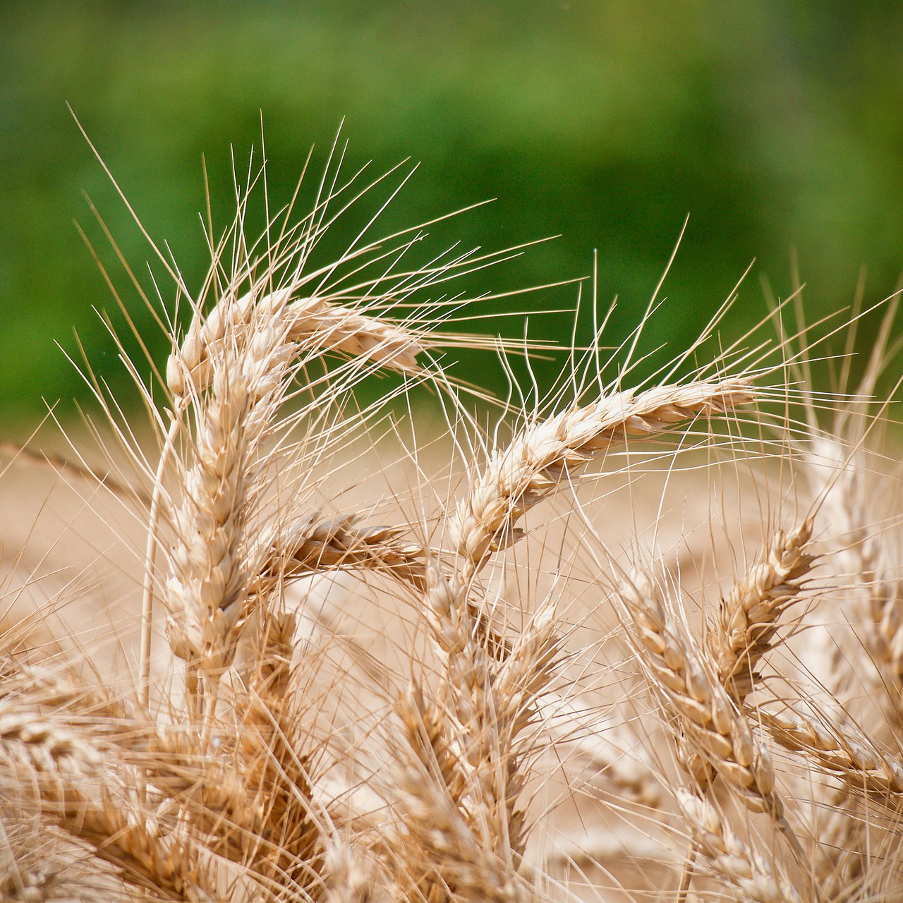 Nitrates and Prussic Acid in Forages | Publications | AgriLife Learn