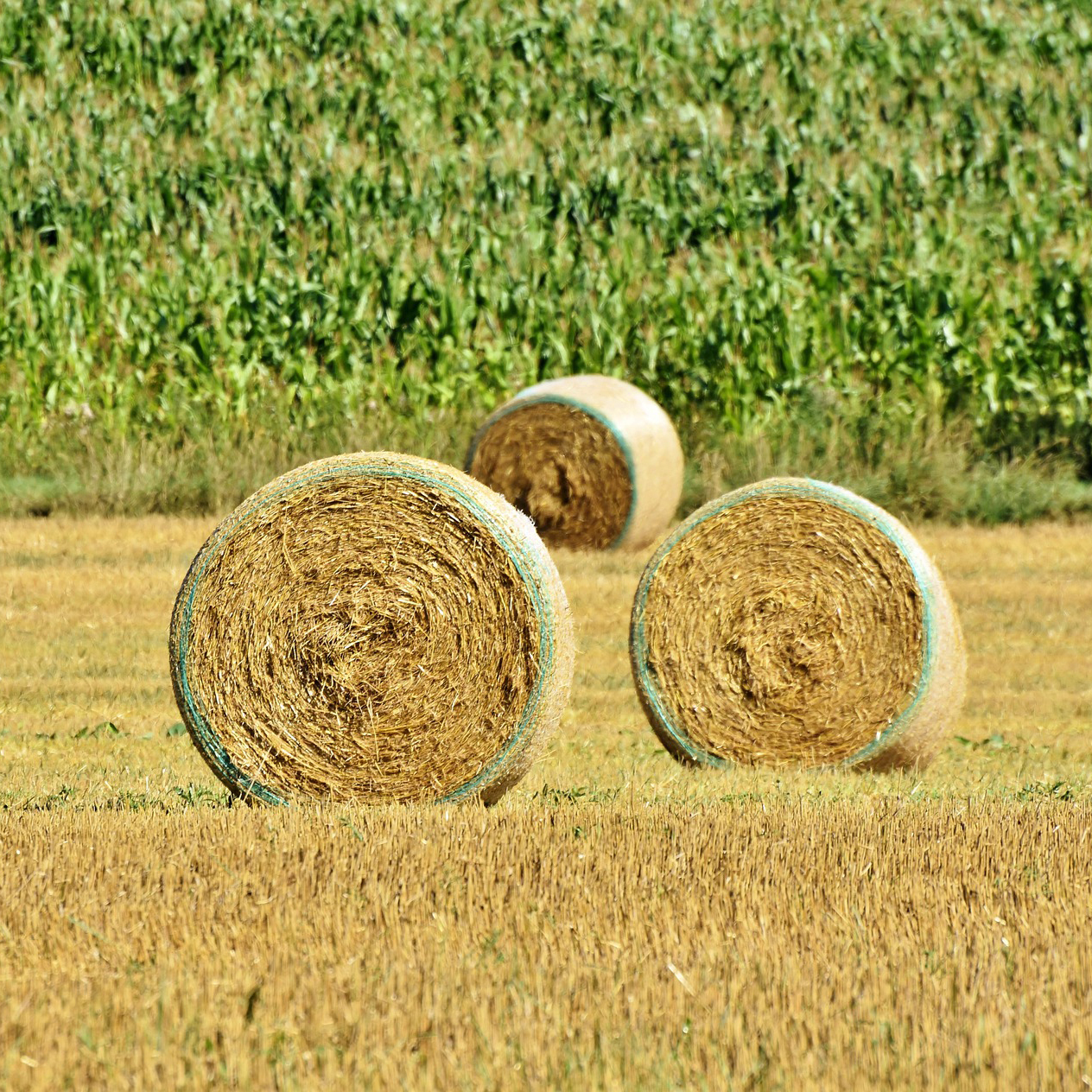 Hay Purchases: Grasses Not Adapted to Texas | Publications | AgriLife Learn