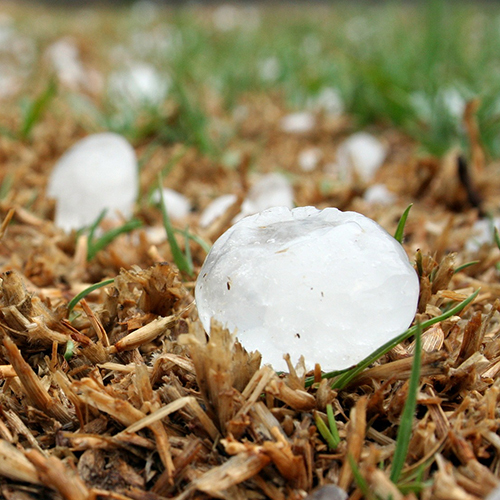 Assessing Hail and Freeze Damage to Field Corn and Sorghum ...