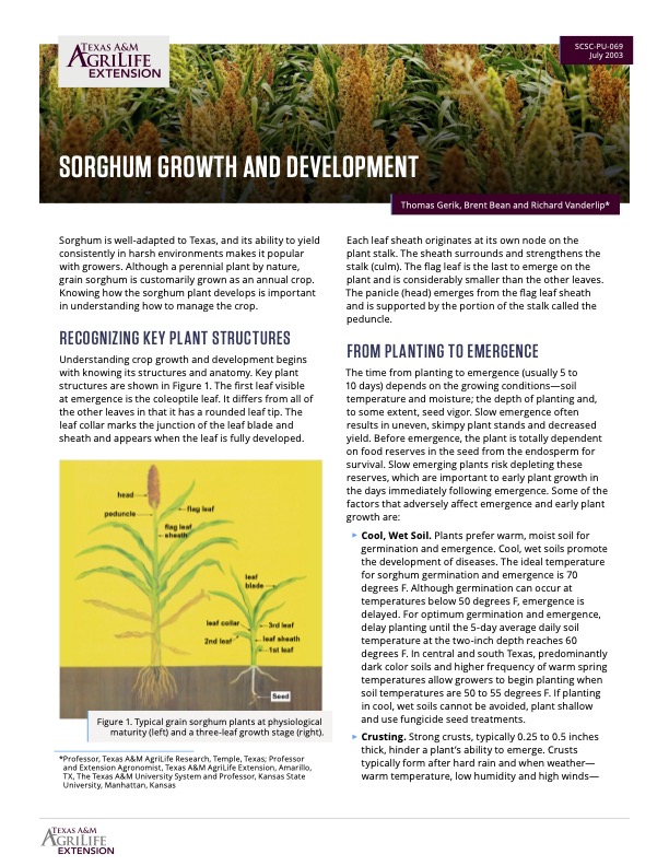 Sorghum Growth and Development | Publications | AgriLife Learn