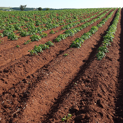 Best Management Practices for Conservation/Reduced Tillage ...