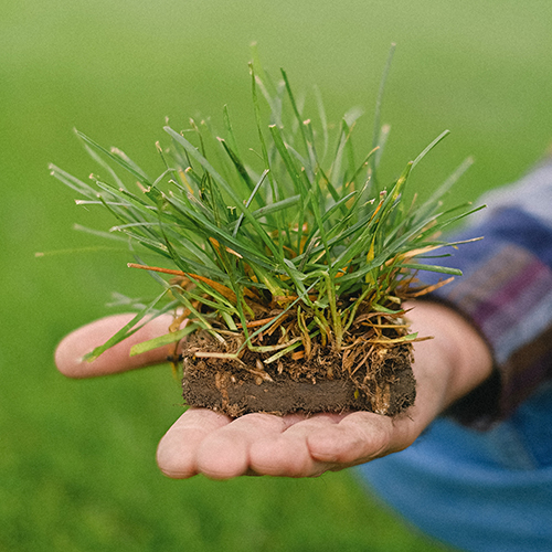 Turfgrass Selection for Texas | Publications | AgriLife Learn