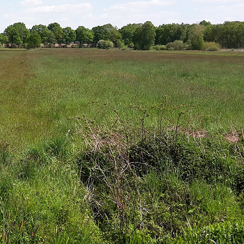 Suggestions for Weed Control in Pastures and Forages | Publications ...