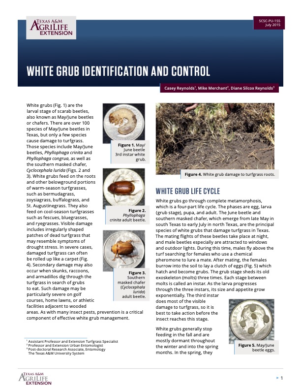 White Grub Identification and Control | Publications | AgriLife Learn