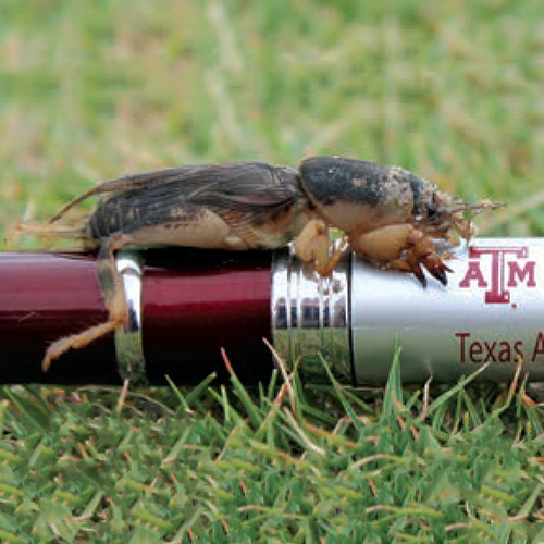 Tawney and Southern Mole Crickets - Identification and Control ...