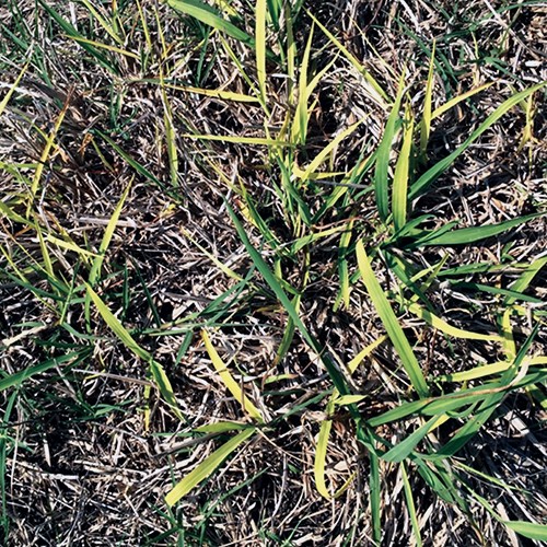 Dallisgrass in Turfgrass: Control Guidelines for Professionals ...
