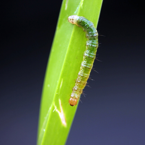 Tropical Sod Webworm | Publications | AgriLife Learn