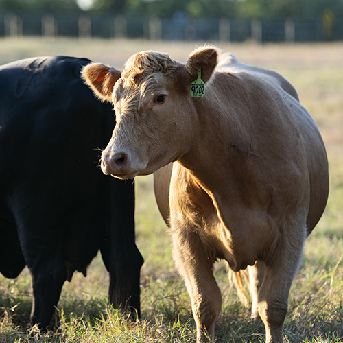 Reducing Bacteria with Best Management Practices for Livestock: Roof ...