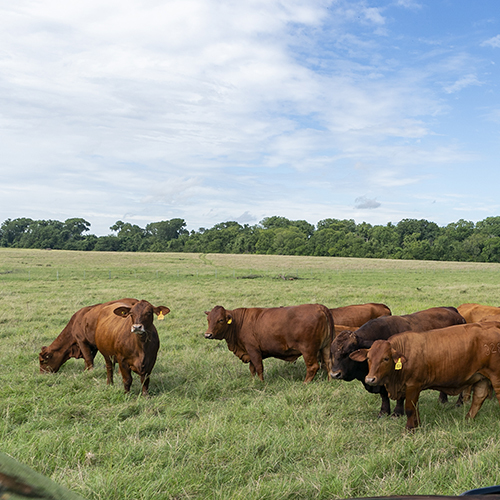 Reducing Bacteria with Best Management Practices for Livestock ...