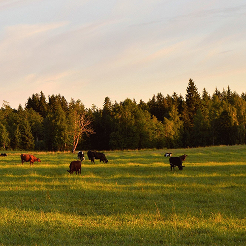 Reducing Bacteria with Best Management Practices for Livestock: Stream ...