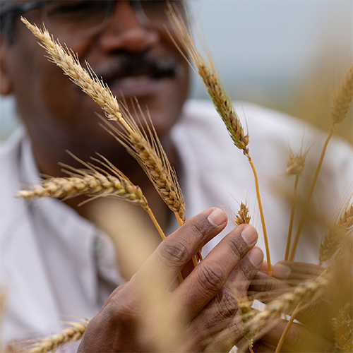 Certified Seed and the Laws on "Brown Bagging" | Publications ...