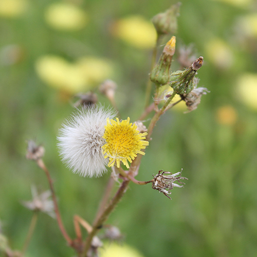 Sampling Procedure for Successful Weed Identification | Publications ...