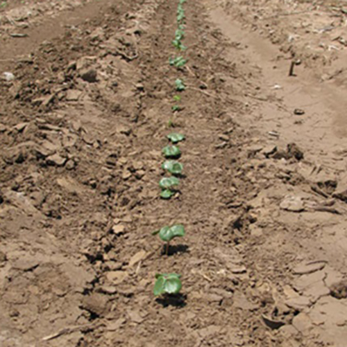 Irrigation and Tillage Approaches to Optimize Soil Function, Agronomic ...