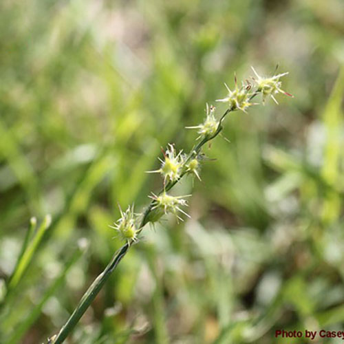 Grassbur/Sandbur Management in Turf | Publications | AgriLife Learn