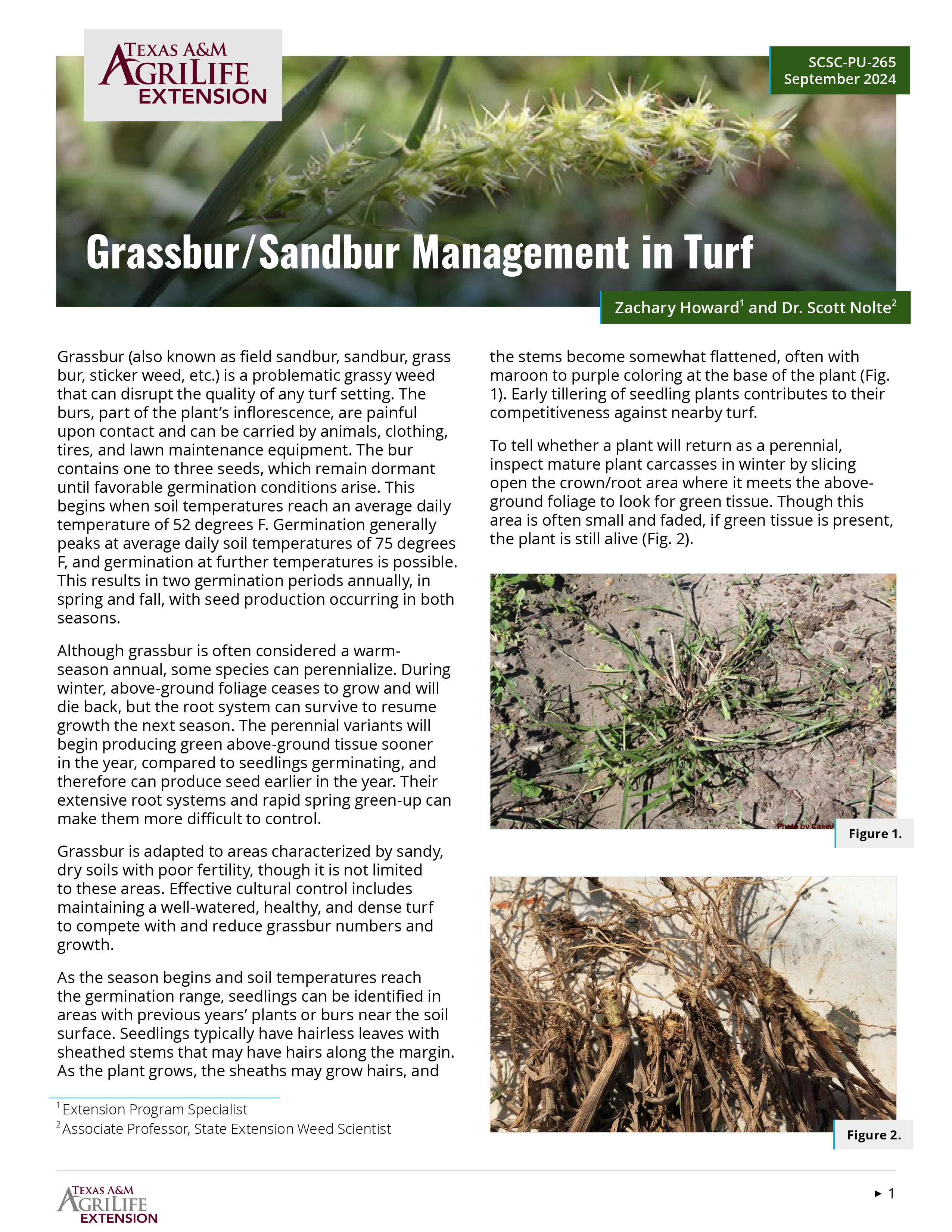 Grassbur/Sandbur Management in Turf | Publications | AgriLife Learn