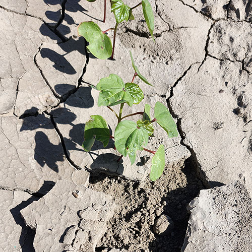 Soil Surface Crusting Management Consideration | Publications ...