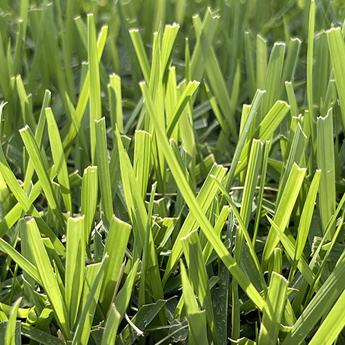 Zoysiagrass Selection Guide | Publications | AgriLife Learn