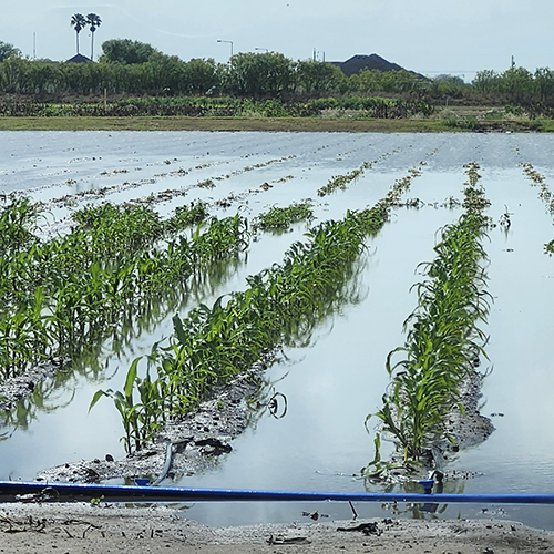 How Does Flooding Affect Soil Functions and Crop Production ...