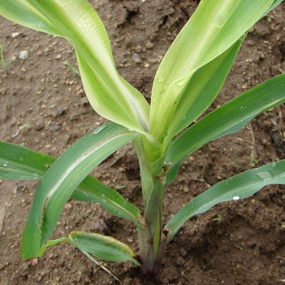 Grain crop 0 image. Click to expand image