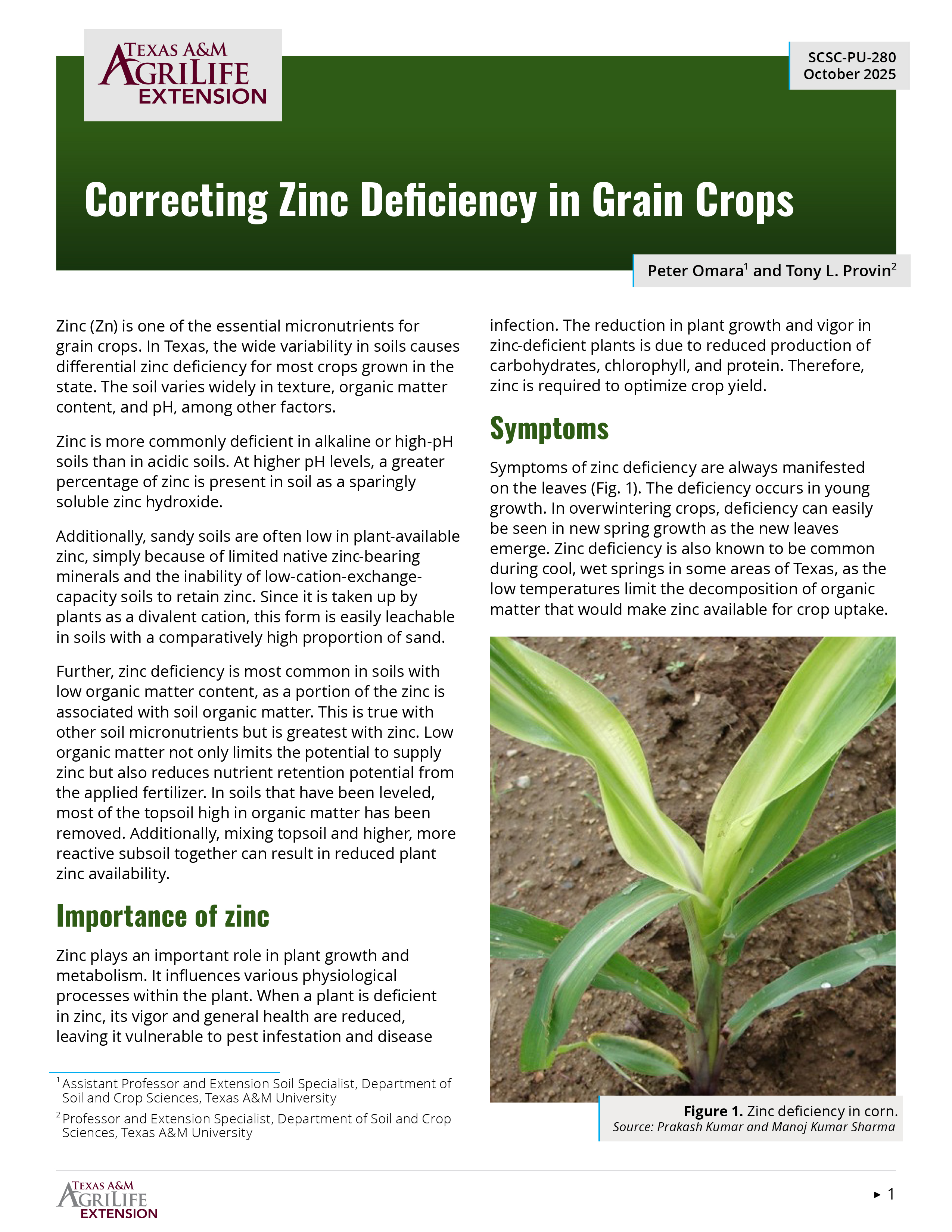 Zinc deficiency in grain crops publication image.. Click to expand image