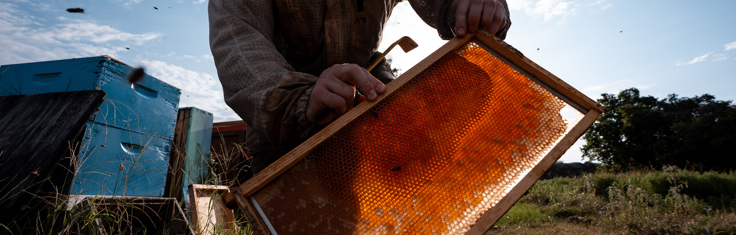 Texas A&M AgriLife Learn | Courses, Publications, and Merchandise